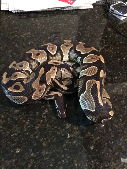 Black Head Ball Python by N.O. BALLS