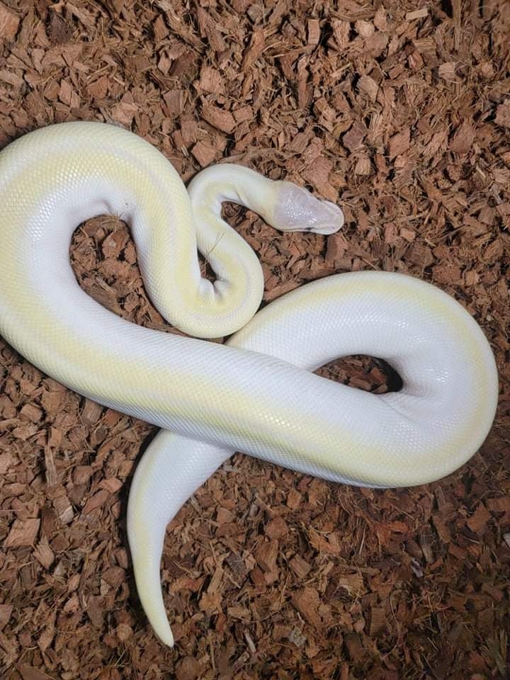 Super Mojave Het Monsoon Ball Python by OFP Reptiles - MorphMarket