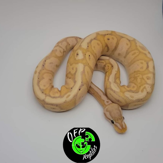 Pastel Banana Red Stripe Het Hypo Ball Python by OFP Reptiles