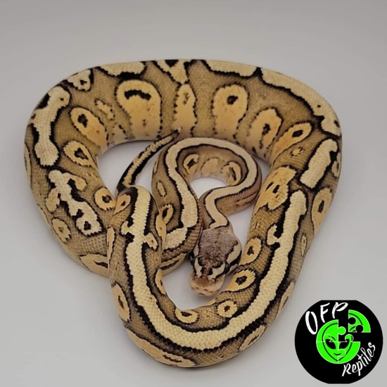 Firefly Red Stripe Het Hypo Ball Python by OFP Reptiles