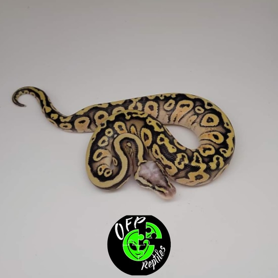 Cypress Pastel Mystic Ball Python by OFP Reptiles