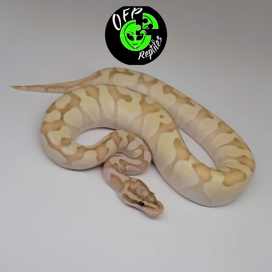 Banana Butter Enchi Hypo Ball Python by OFP Reptiles