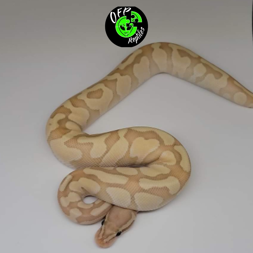 Banana Butter Enchi Hypo Ball Python by OFP Reptiles - MorphMarket