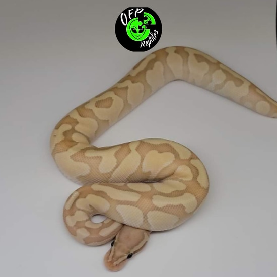 Banana Butter Enchi Hypo Ball Python by OFP Reptiles