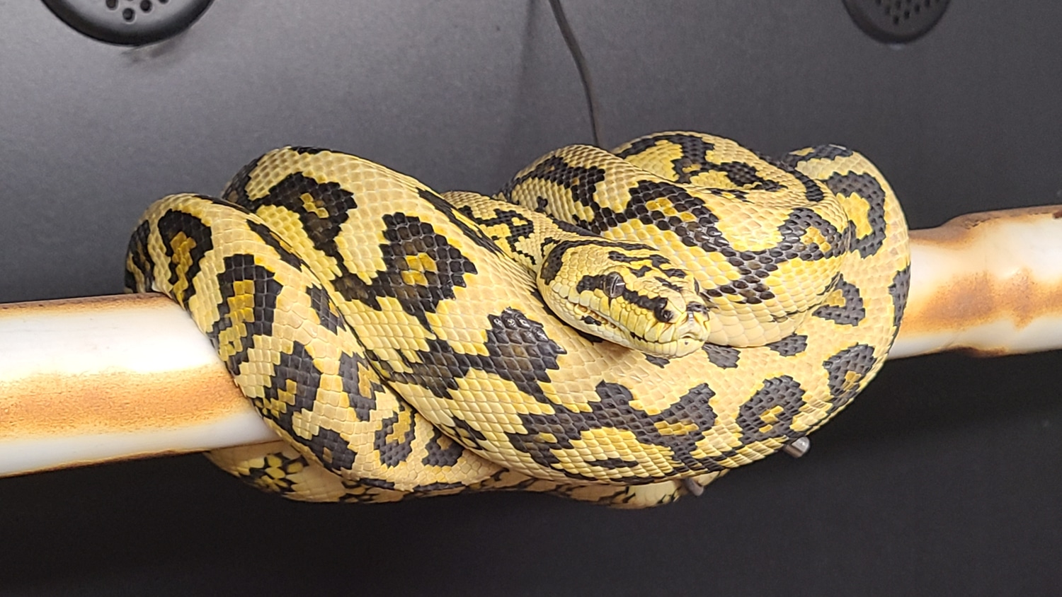 Ocelot Gamma Jungle Jag Other Carpet Python by Wild Side Pythons ...