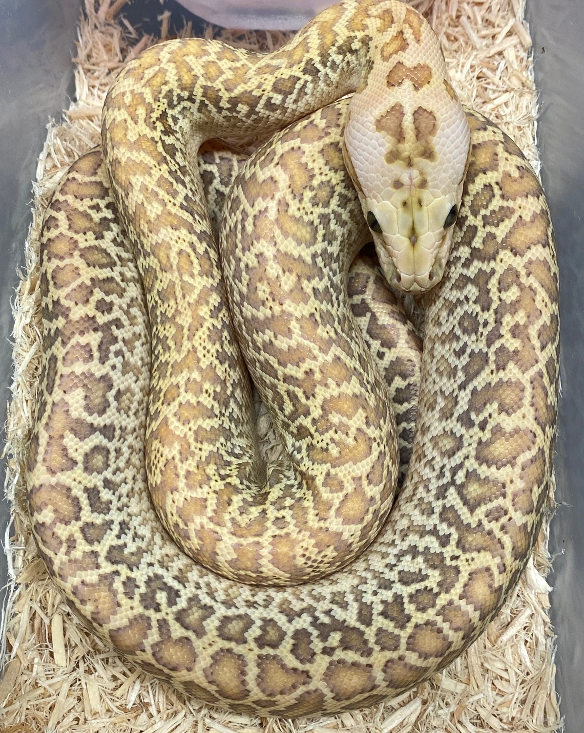 Hypo Granite Burmese Burmese Python by Shawn Wright Reptiles - MorphMarket