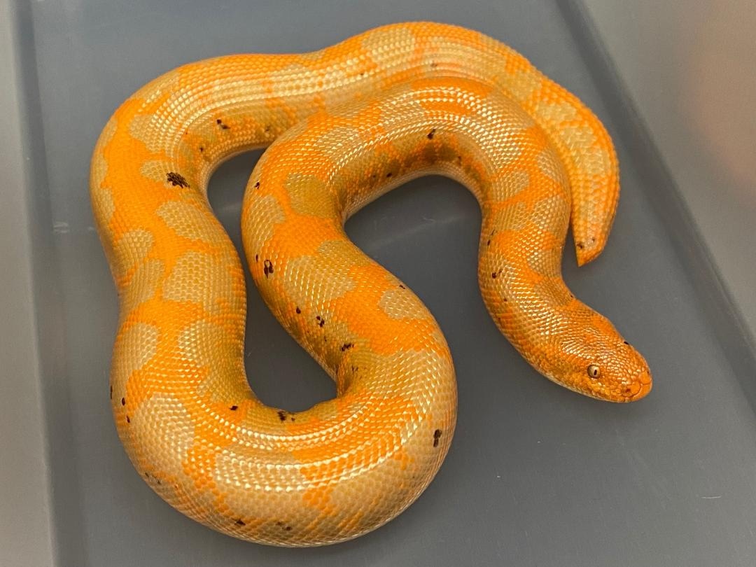 Albino Paradox Kenyan Sand Boa by Shawn Wright Reptiles - MorphMarket