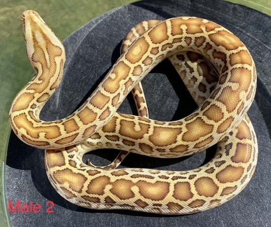 Hypo Burmese Python by Shawn Wright Reptiles