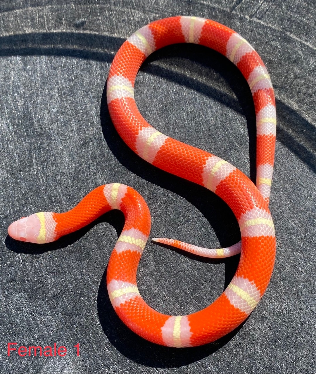 Albino Pos Het Splotched Sinaloan Milk Snake by Shawn Wright Reptiles ...