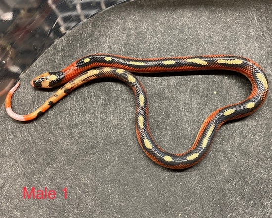 Splotched Pos Het Albino Sinaloan Milk Snake by Shawn Wright Reptiles ...