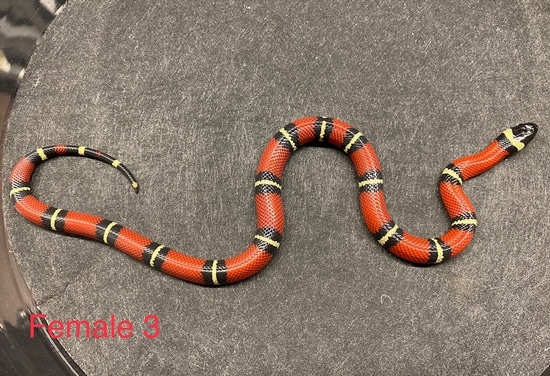 Female Pos Het Splotched Albino Sinaloan Milk Snake by Shawn Wright ...