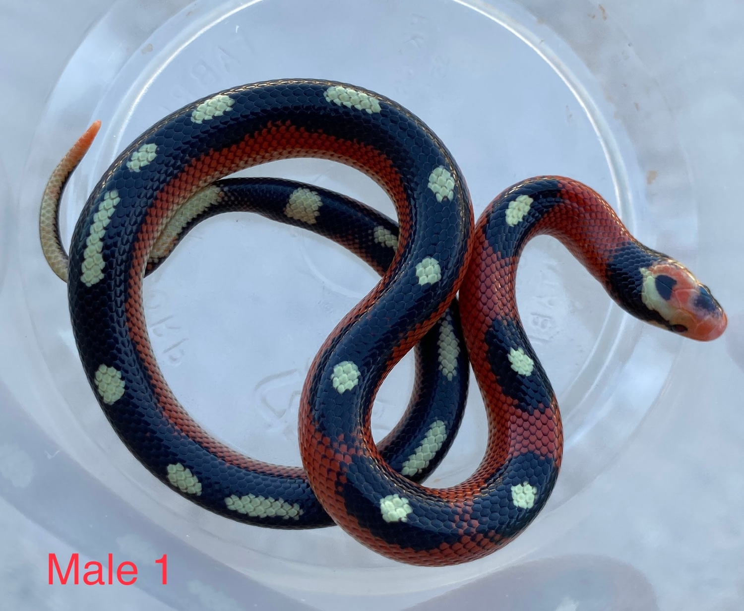 Splotched ! Sinaloan Milk Snake by Shawn Wright Reptiles - MorphMarket
