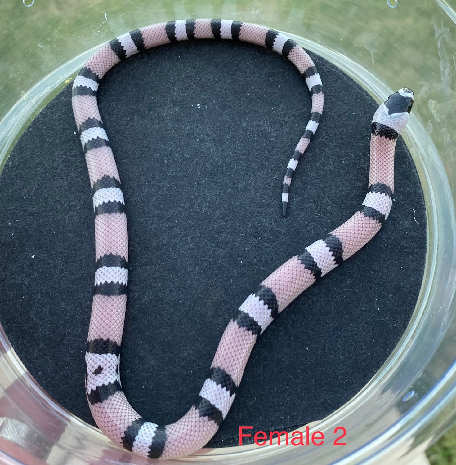 Anery Het Hypo Honduran Milk Snake by Shawn Wright Reptiles - MorphMarket