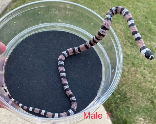 Anery Het Hypo Honduran Milk Snake by Shawn Wright Reptiles