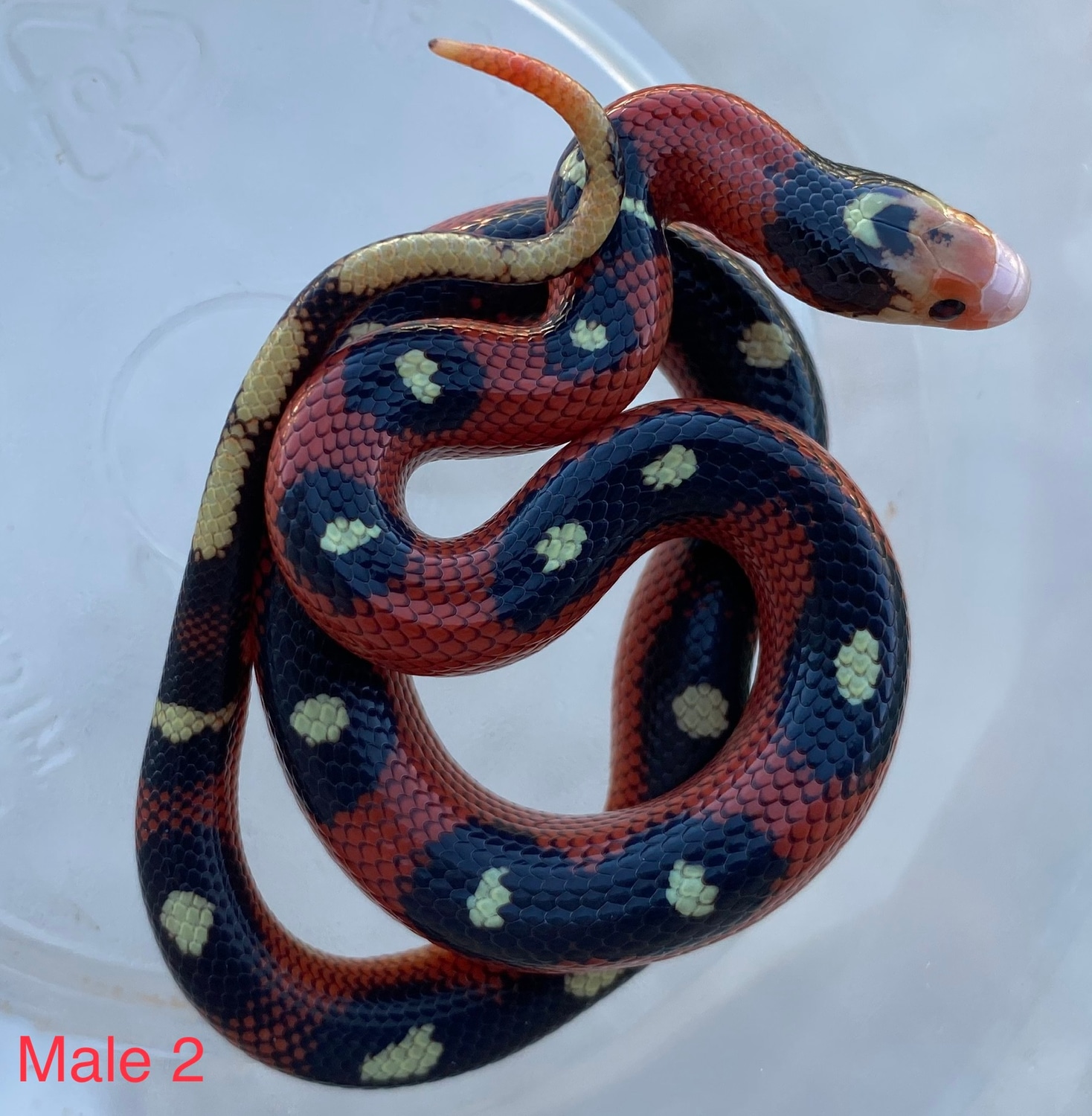 Splotched ! Sinaloan Milk Snake by Shawn Wright Reptiles - MorphMarket