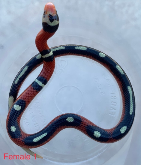 Splotched Sinaloan! Sinaloan Milk Snake by Shawn Wright Reptiles