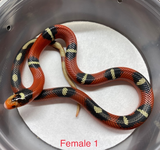 Splotched! Sinaloan Sinaloan Milk Snake by Shawn Wright Reptiles