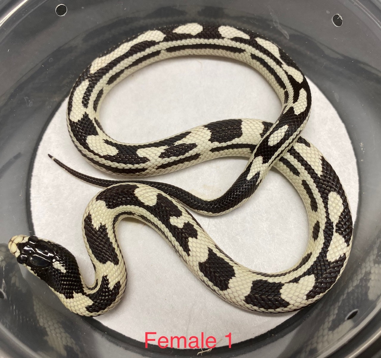 High White California Kingsnake by Shawn Wright Reptiles - MorphMarket