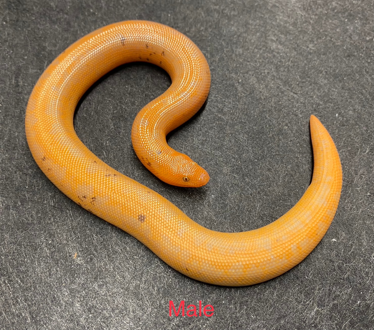 Paradox Albino Stripe Kenyan Sand Boa by Shawn Wright Reptiles ...