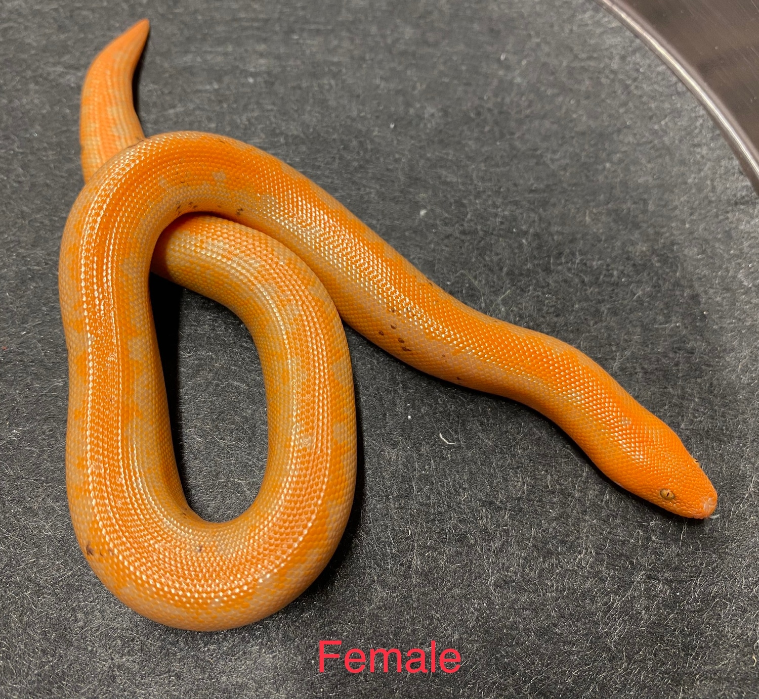 Paradox Albino Stripe Kenyan Sand Boa by Shawn Wright Reptiles ...