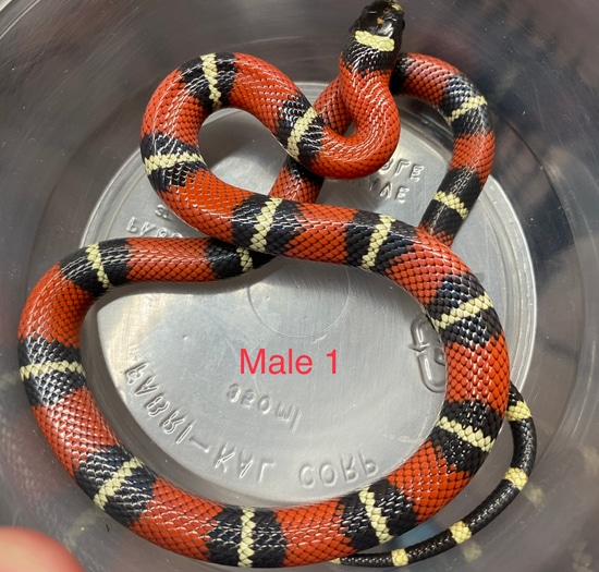 Banded Sinaloan Milk Snake by Shawn Wright Reptiles