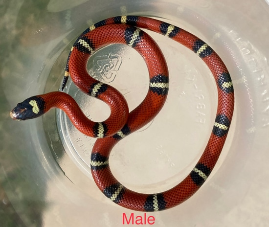 Banded Sinaloan Milk Snake by Shawn Wright Reptiles