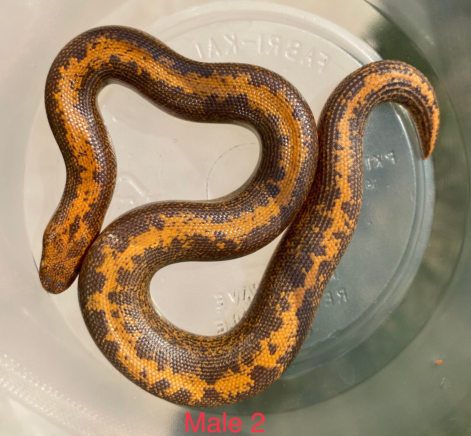Stripe Kenyan Sand Boa by Shawn Wright Reptiles - MorphMarket