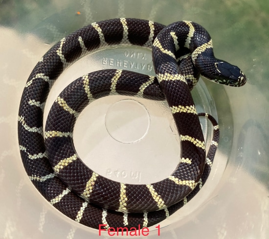 Banded California Kingsnake by Shawn Wright Reptiles