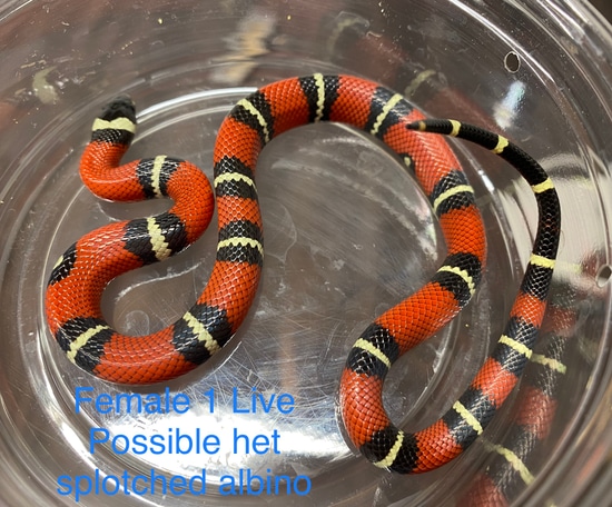 Banded Sinaloan Milk Snake by Shawn Wright Reptiles