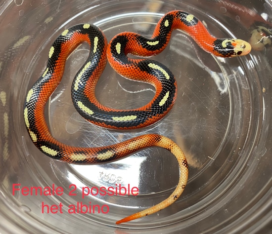 Splotched Sinaloan Milk Snake by Shawn Wright Reptiles