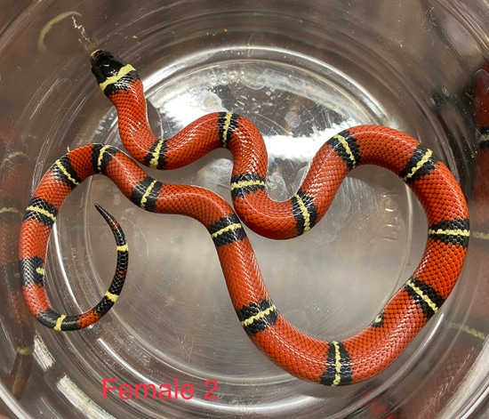 Banded Reduced Pattern Sinaloan Milk Snake by Shawn Wright Reptiles