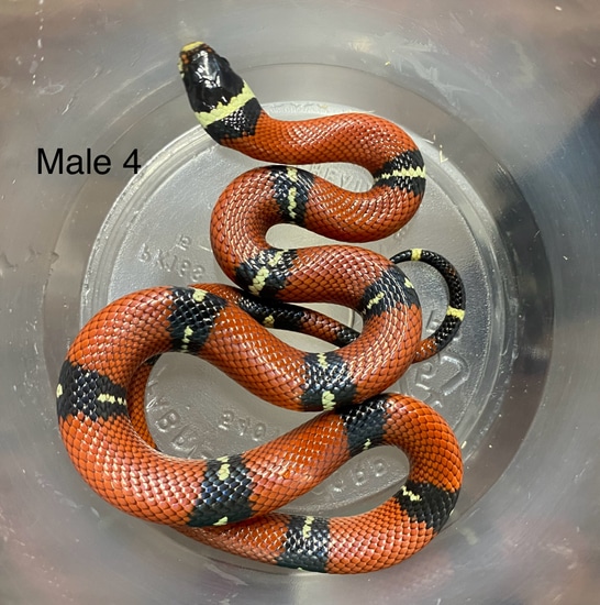 Reduced Pattern Sinaloan Milk Snake by Shawn Wright Reptiles
