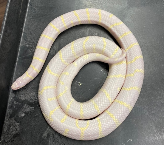 Adult Female California Kingsnake by Shawn Wright Reptiles