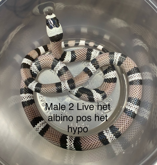 Anery Het Albino Honduran Milk Snake by Shawn Wright Reptiles