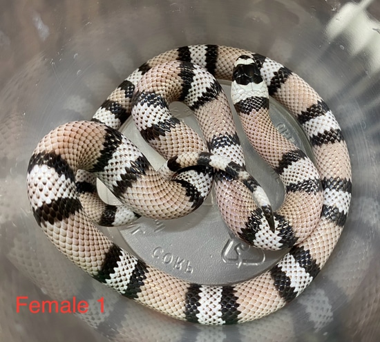 Anery Honduran Milk Snake by Shawn Wright Reptiles