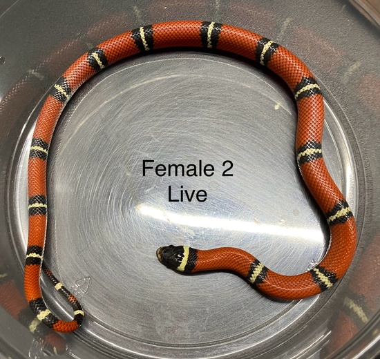 Banded Female Sinaloan Milk Snake by Shawn Wright Reptiles