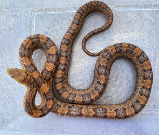 Proven Female Het Scaleless Eastern Rat Snake by Shawn Wright Reptiles