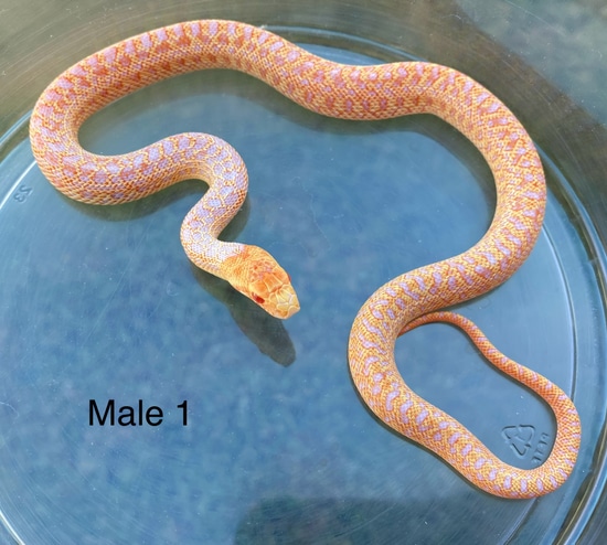 Applegate Albino Gopher Snake by Shawn Wright Reptiles