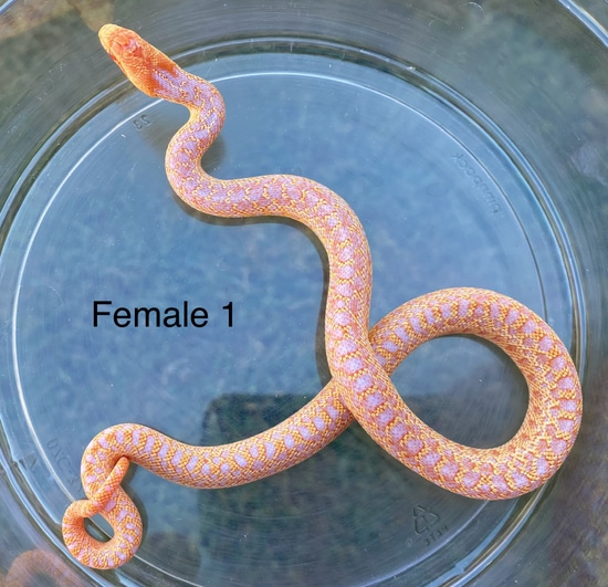 Applegate Albino Gopher Snake by Shawn Wright Reptiles