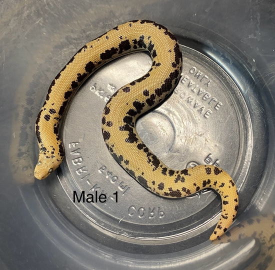 Gx Paint Het Anery Kenyan Sand Boa by Shawn Wright Reptiles