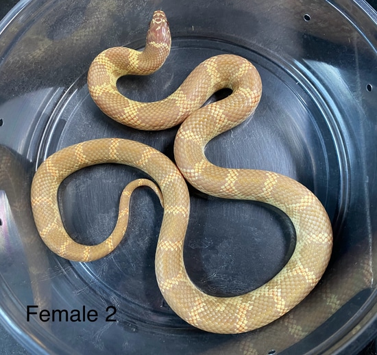 Lavender Goini Florida Kingsnake by Shawn Wright Reptiles