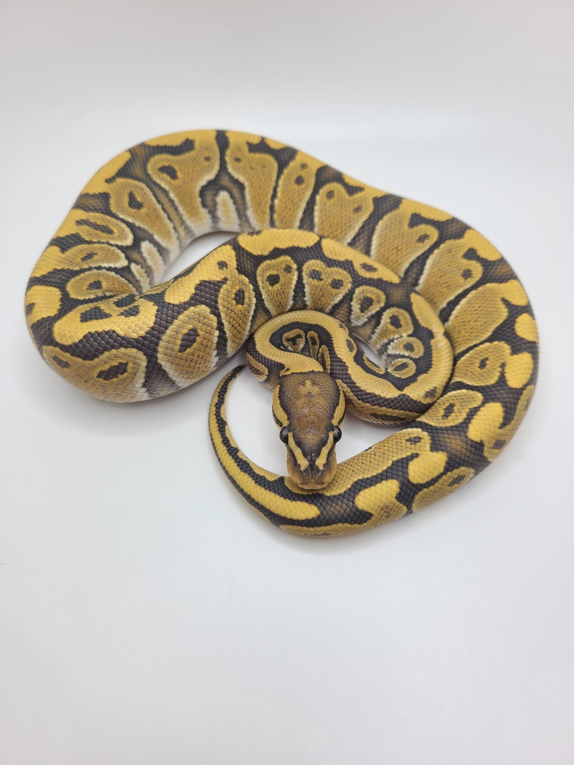 Hypo Het Clown Ball Python by Bayside Serpents - MorphMarket