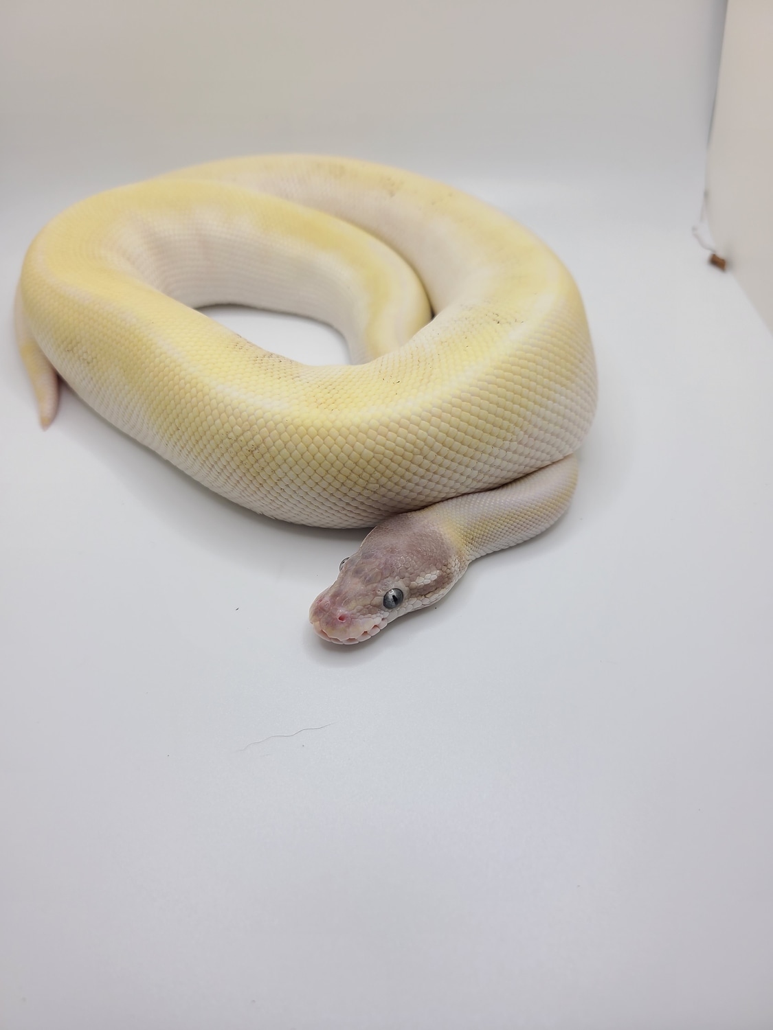 Super Mojave Possible GHI Ball Python by Bayside Serpents - MorphMarket