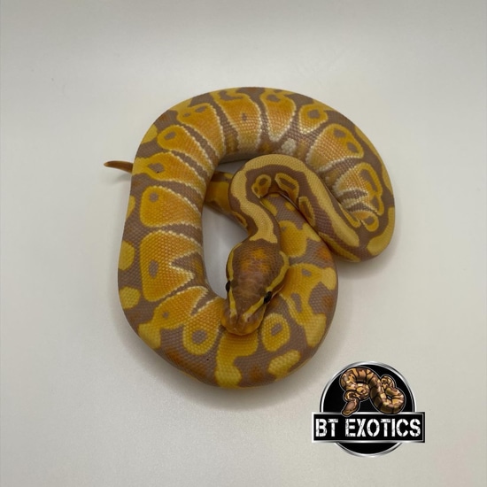Banana Het Sunset Ball Python by BT Exotics