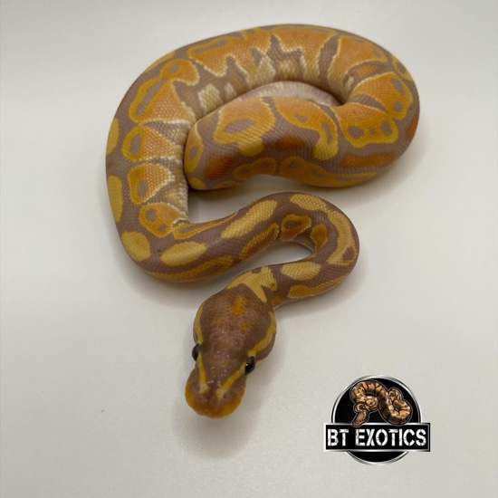 Banana Het Sunset Ball Python by BT Exotics