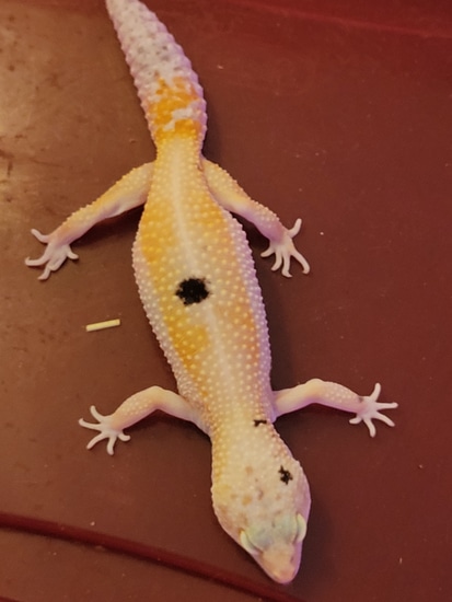 Adult Female Orange And White Paradox Leopard Gecko by Funny Farm Exotics