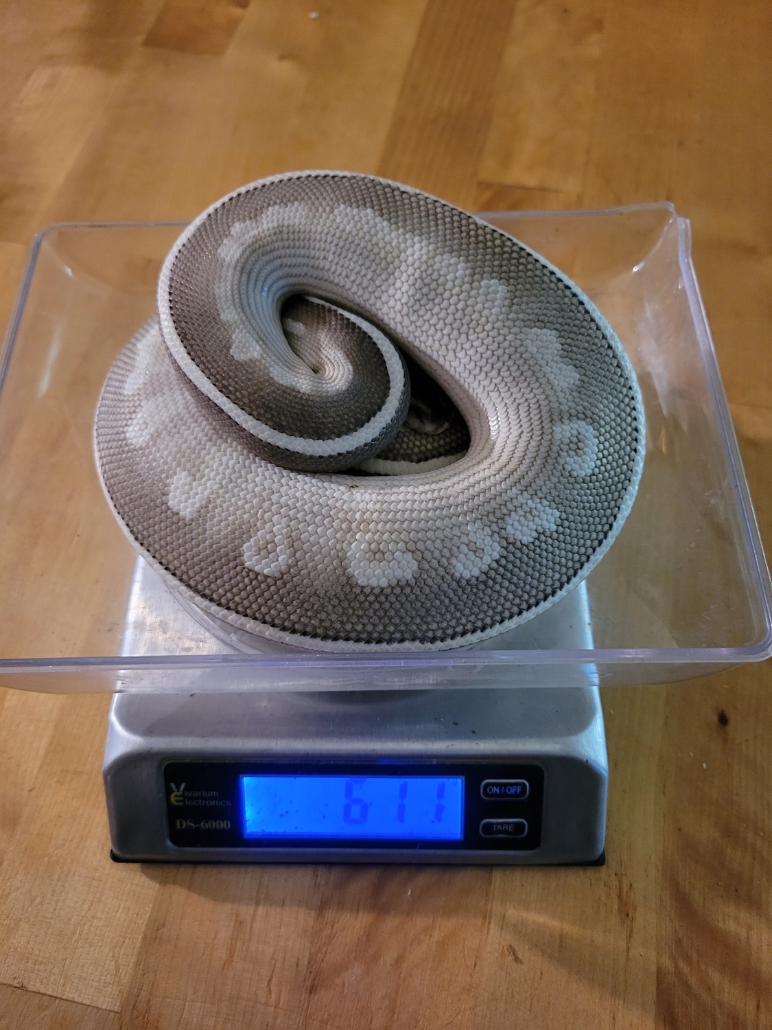 Mystic Potion Ball Python by Funny Farm Exotics - MorphMarket