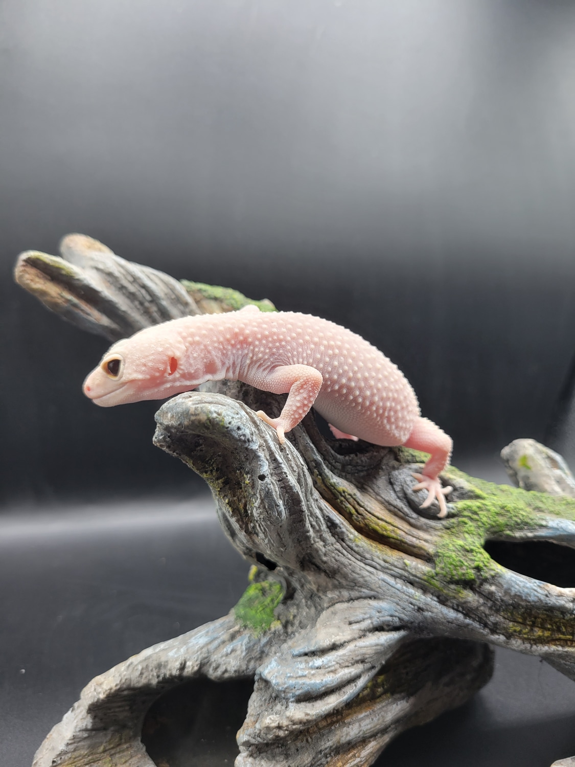 Diablo Blanco Leopard Gecko by Funny Farm Exotics - MorphMarket