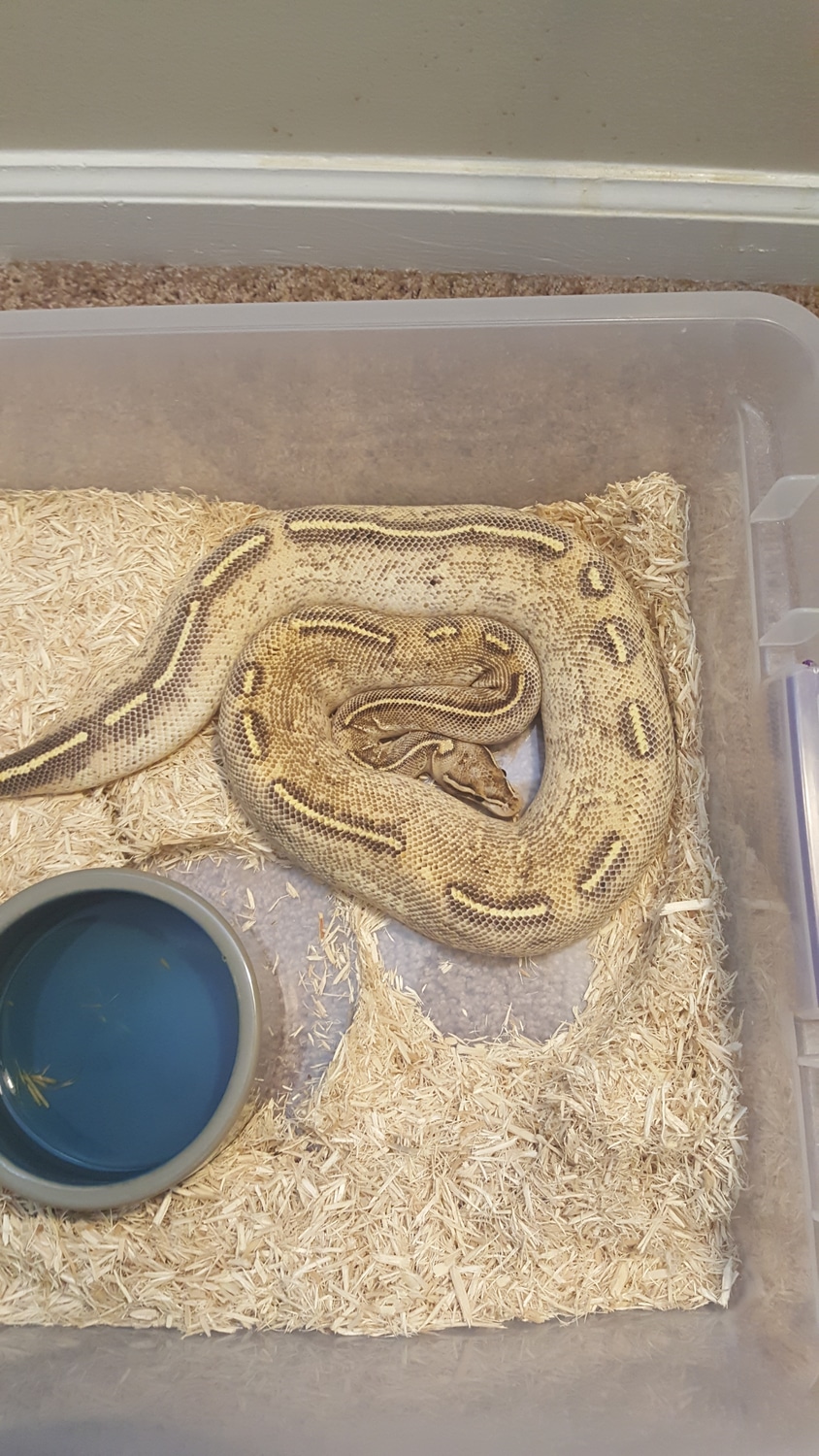 Freeway Ball Python by Blake Hendricks Reptiles - MorphMarket