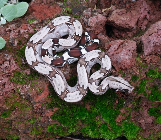 Suriname Boa True Red-Tailed Boa Constrictor by Brad’s boas